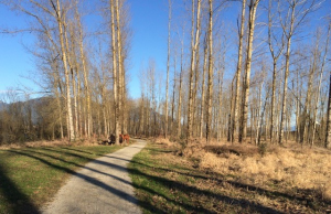 Matsqui Trail Regional Park – Riverside nature walk – Abbotsford ...